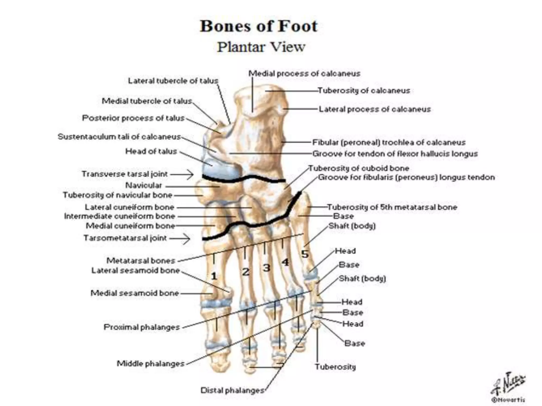 Anatomy of ankle and foot fo | PPTX