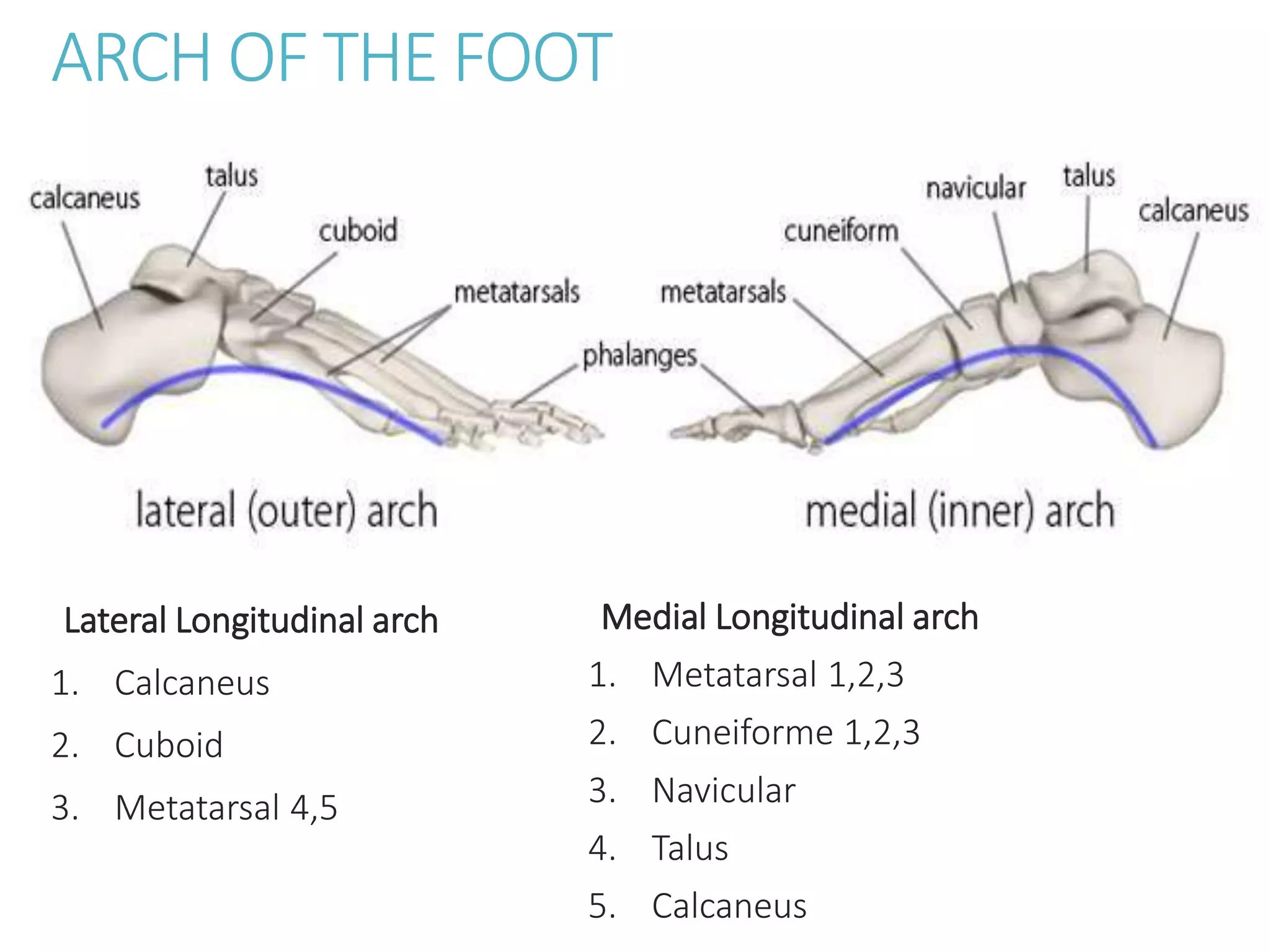 Anatomy of ankle and foot fo | PPTX