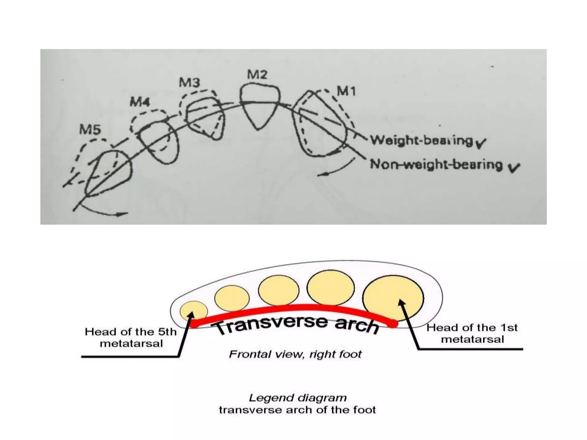 Anatomy of ankle and foot fo | PPTX