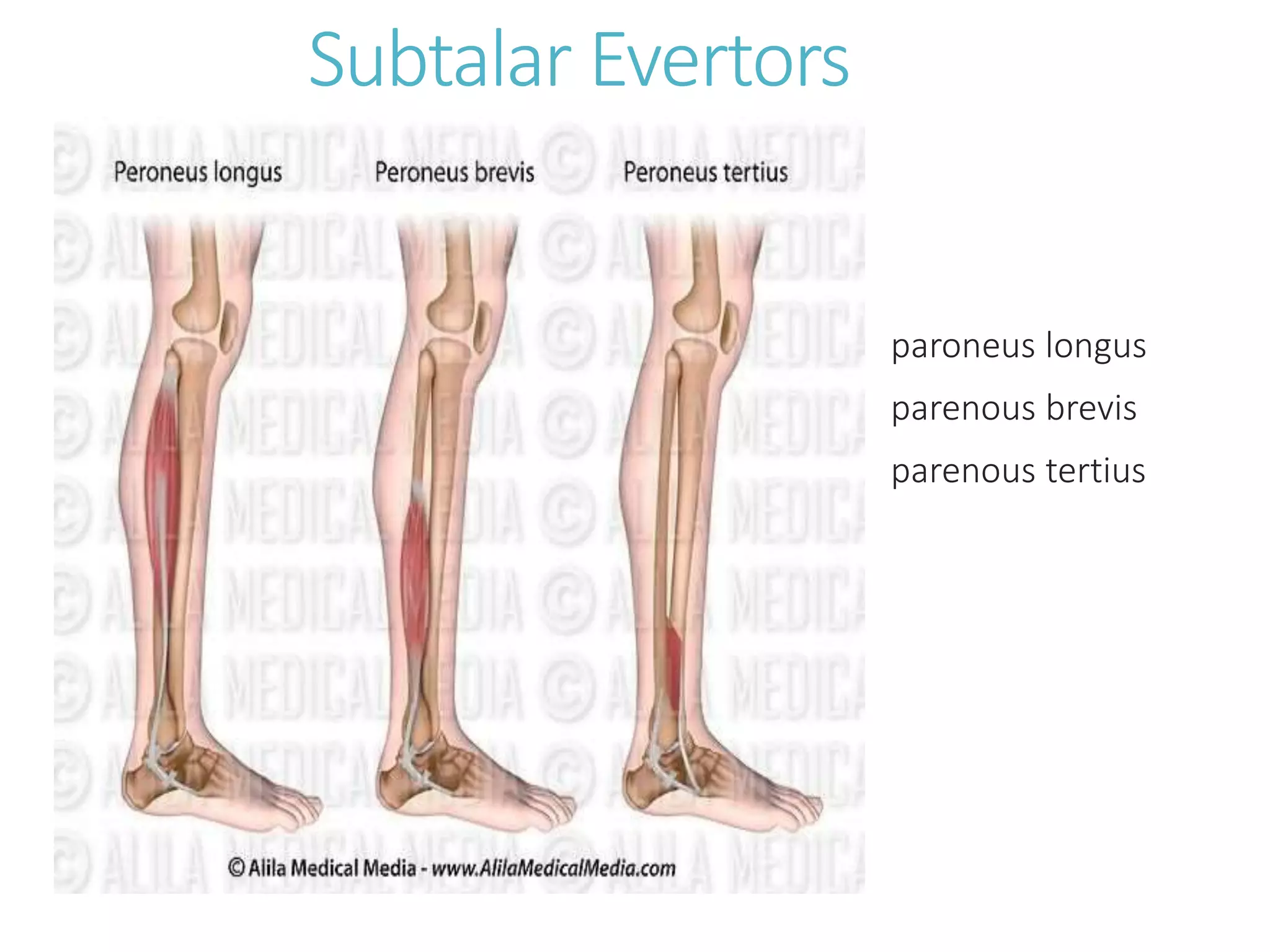 Anatomy of ankle and foot fo | PPTX
