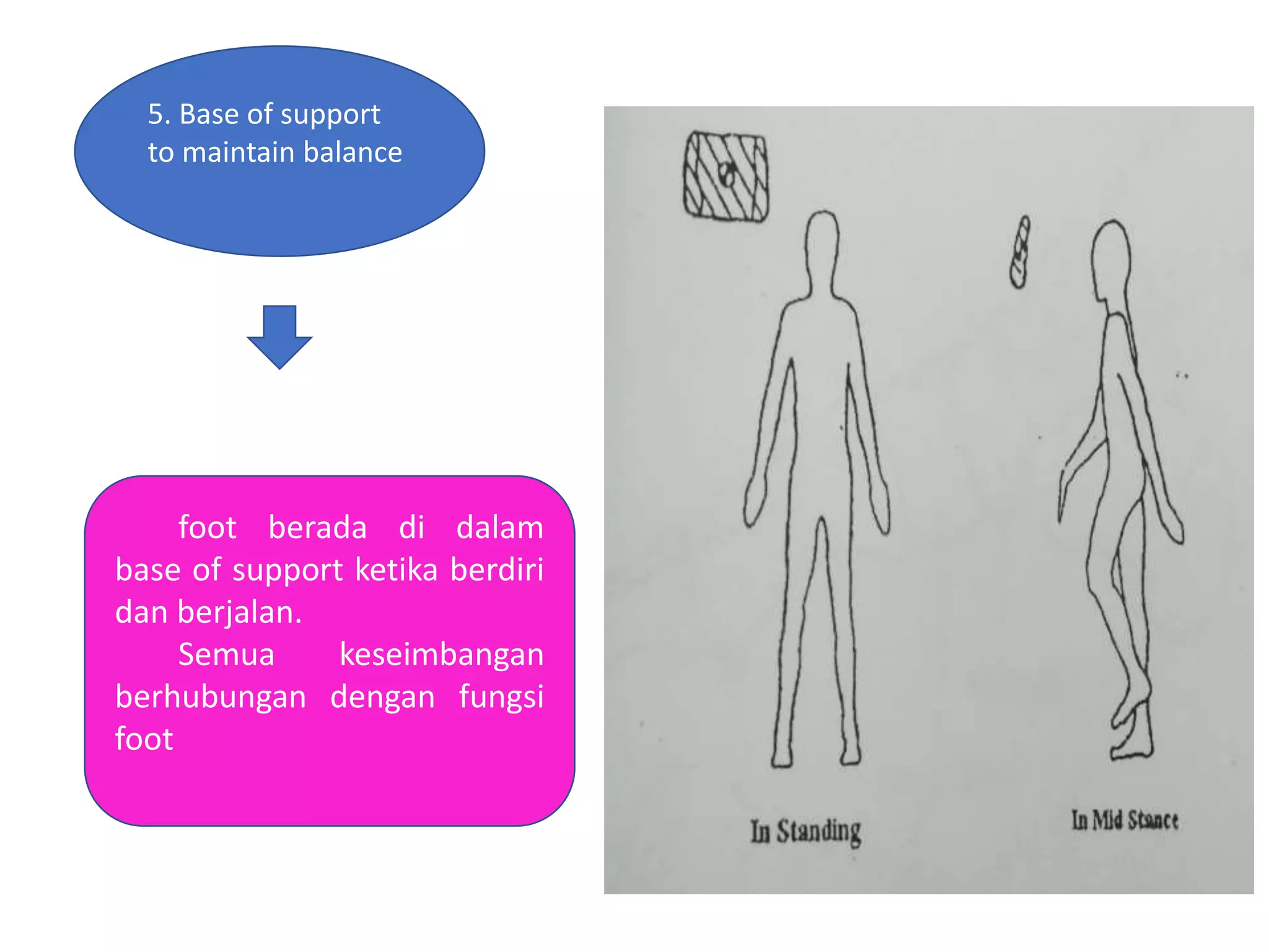 Anatomy of ankle and foot fo | PPTX