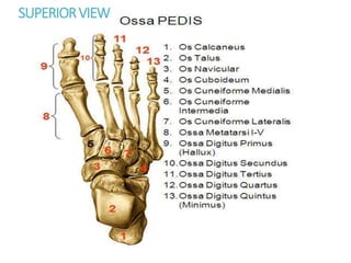 Anatomy of ankle and foot fo | PPTX