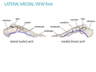 Anatomy of ankle and foot fo | PPTX