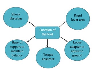 Anatomy of ankle and foot fo | PPTX