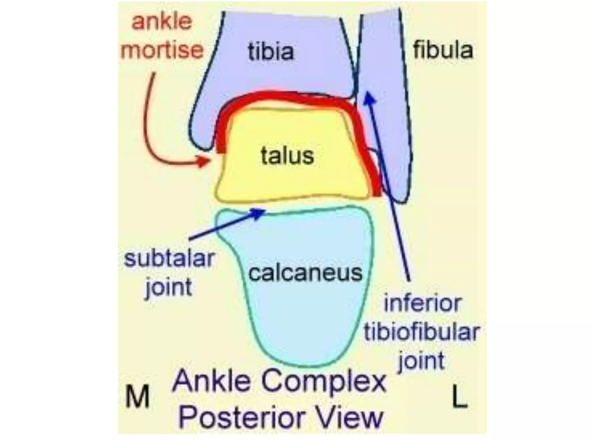 Anatomy of ankle joint | PPTX