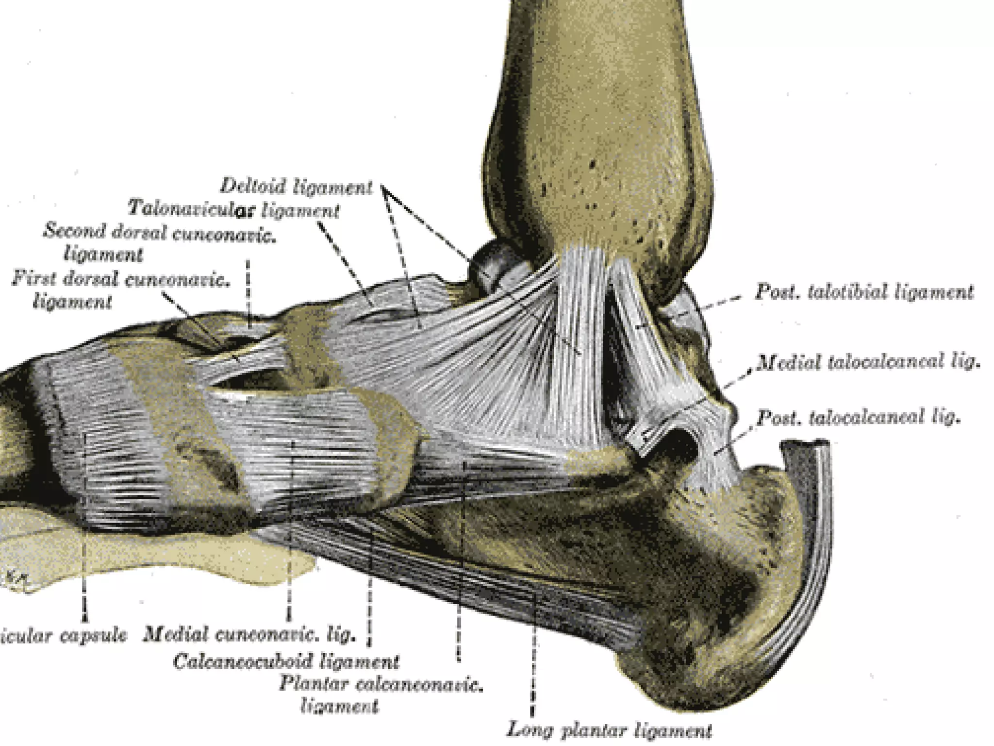 Anatomy of ankle joint | PPTX