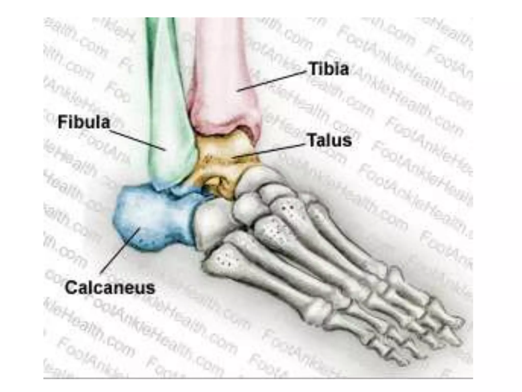 Anatomy of ankle joint | PPTX