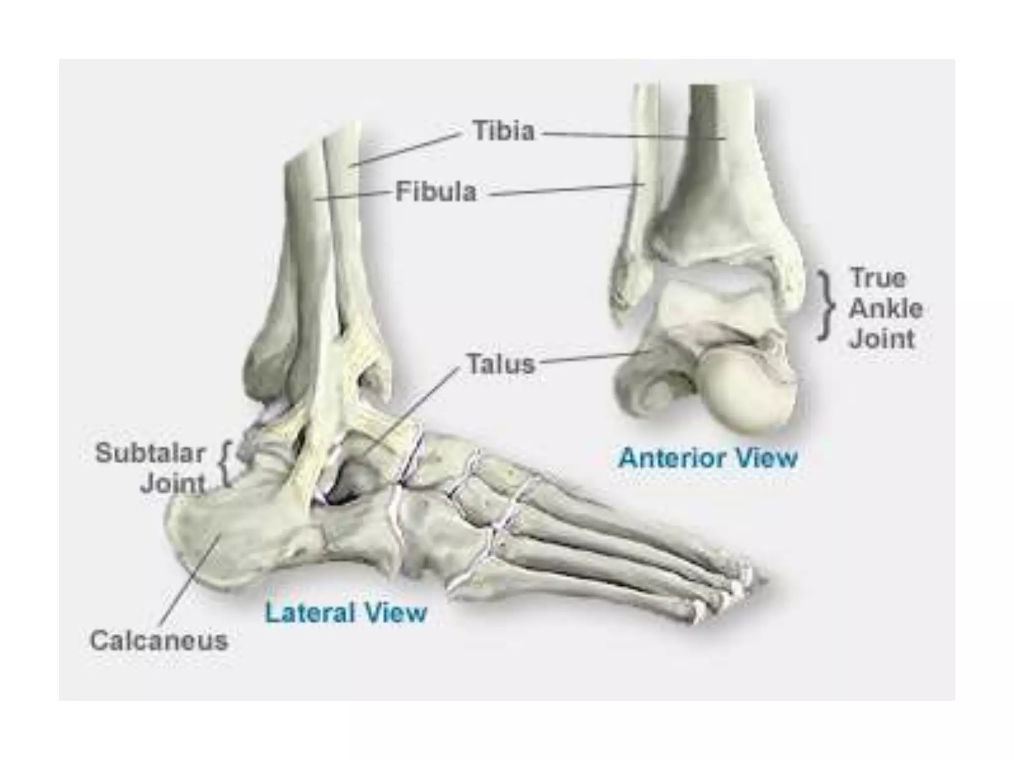Anatomy of ankle joint | PPTX