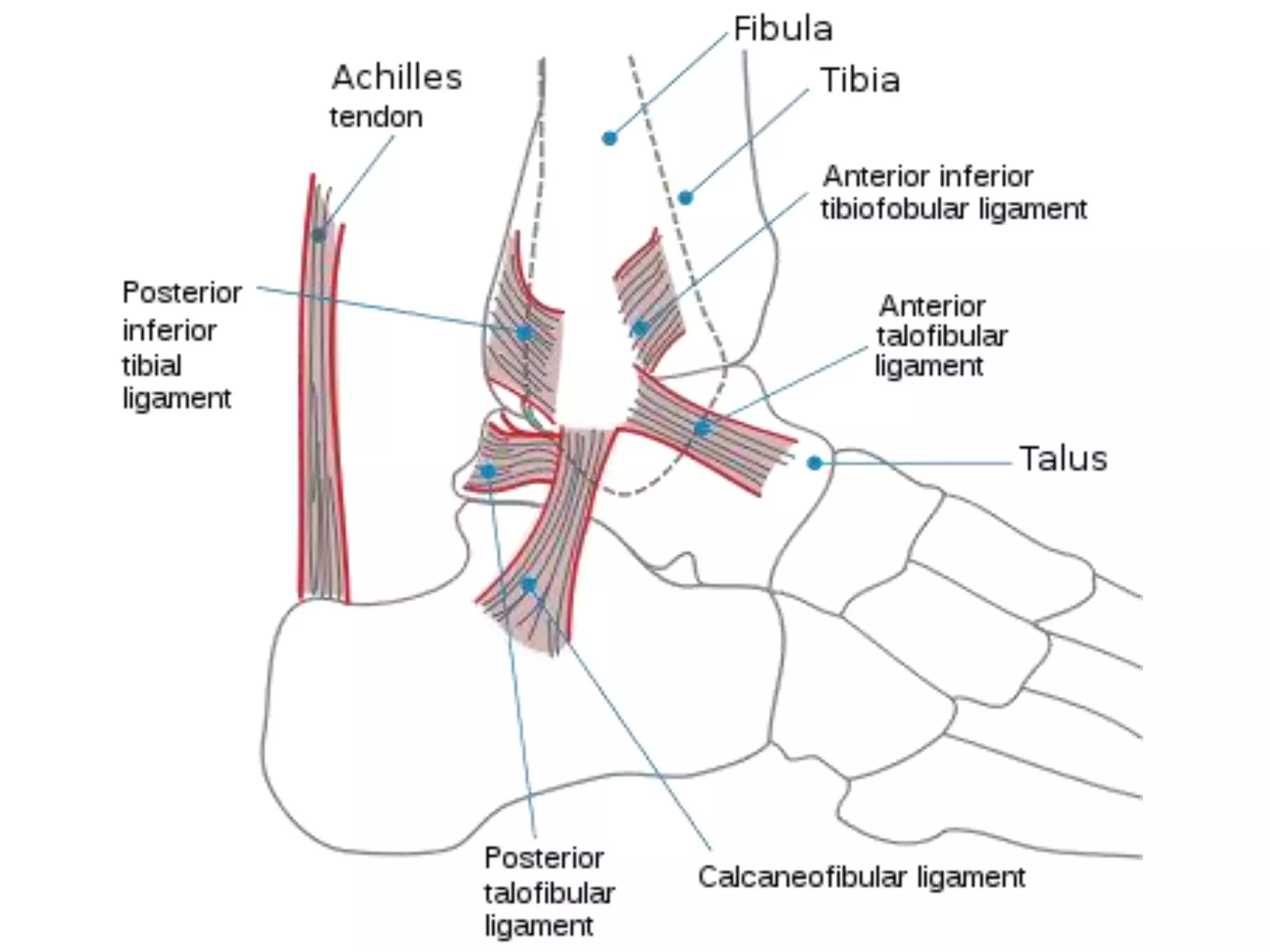 Anatomy of ankle joint | PPTX
