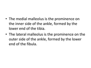 Anatomy of ankle joint | PPTX