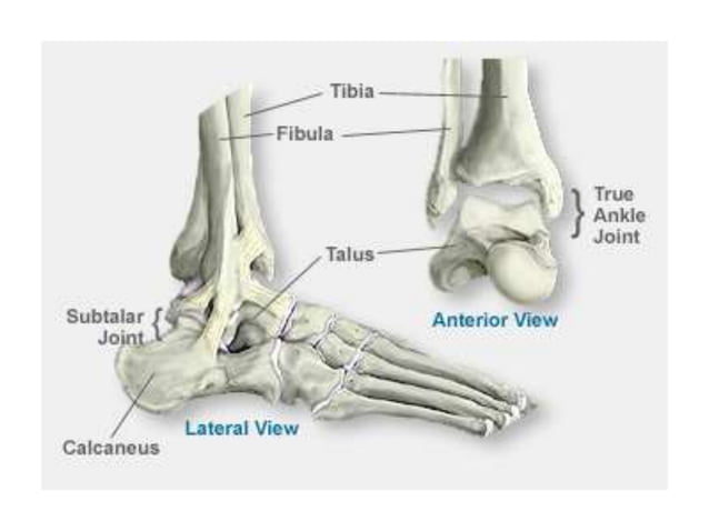 Anatomy of ankle joint | PPTX | Death, Injury, or Military Conflict ...