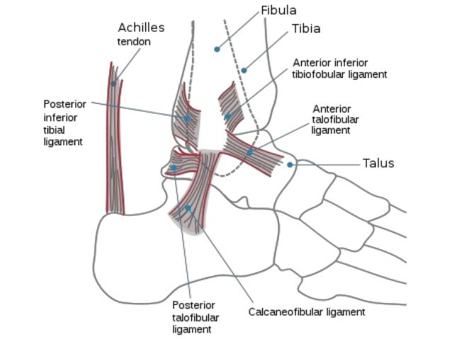 Anatomy Of Ankle Joint