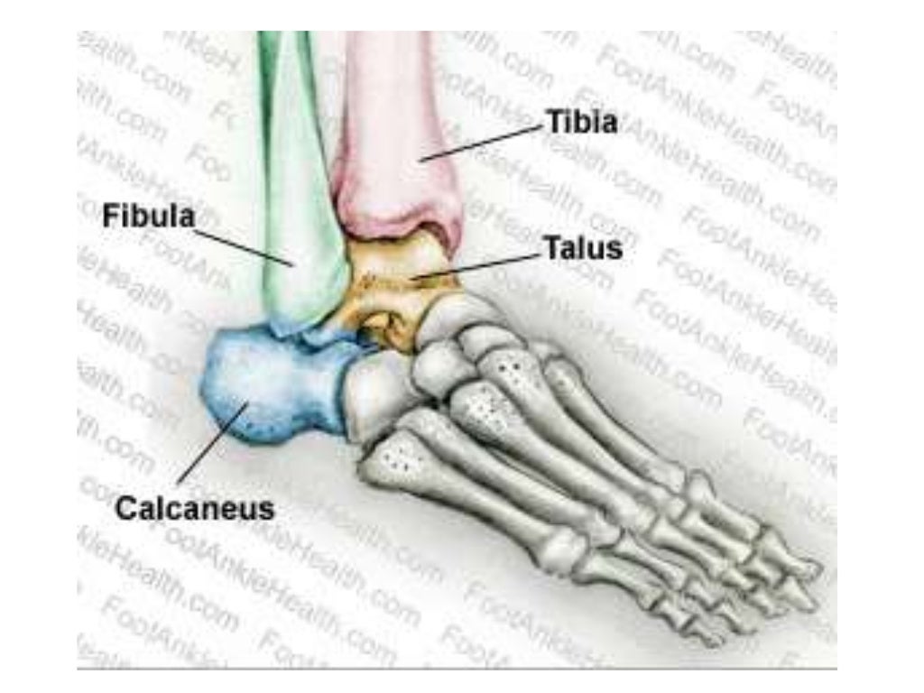 Anatomy of ankle joint
