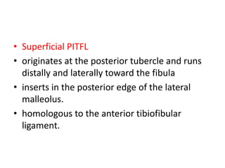 Anatomy of ankle joint | PPTX