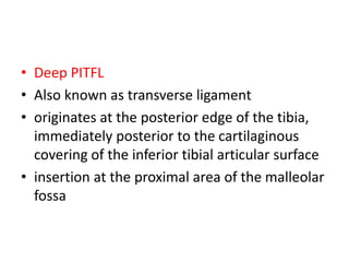 Anatomy of ankle joint | PPTX