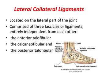 Anatomy of ankle joint | PPTX
