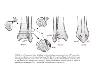 Anatomy of ankle joint | PPTX