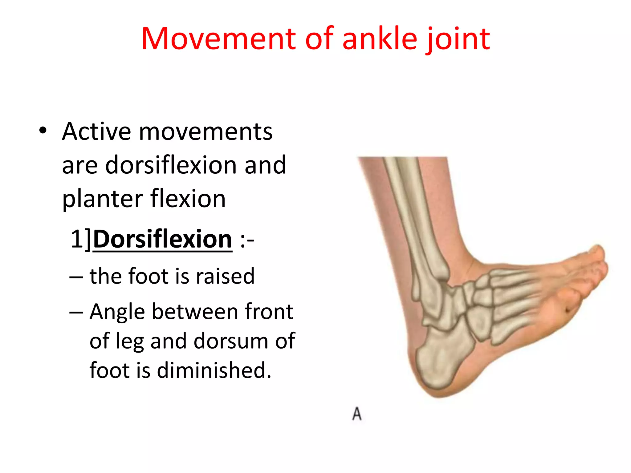 Anatomy of ankle joint | PPTX