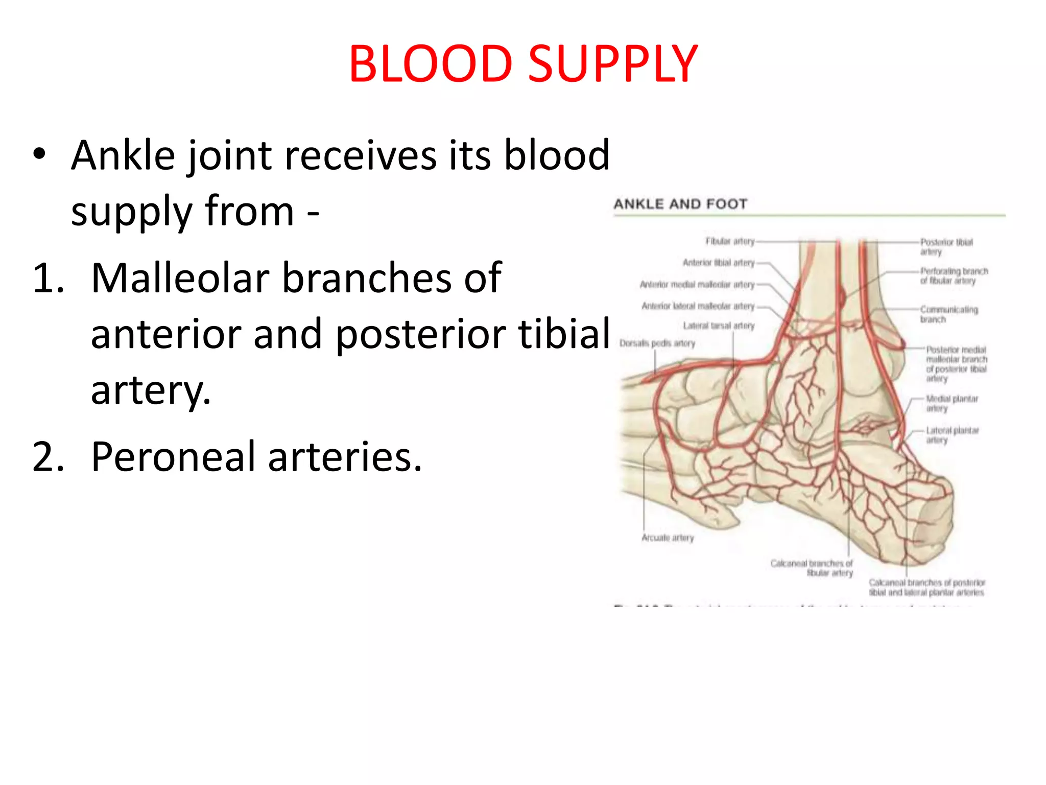 Anatomy of ankle joint | PPTX