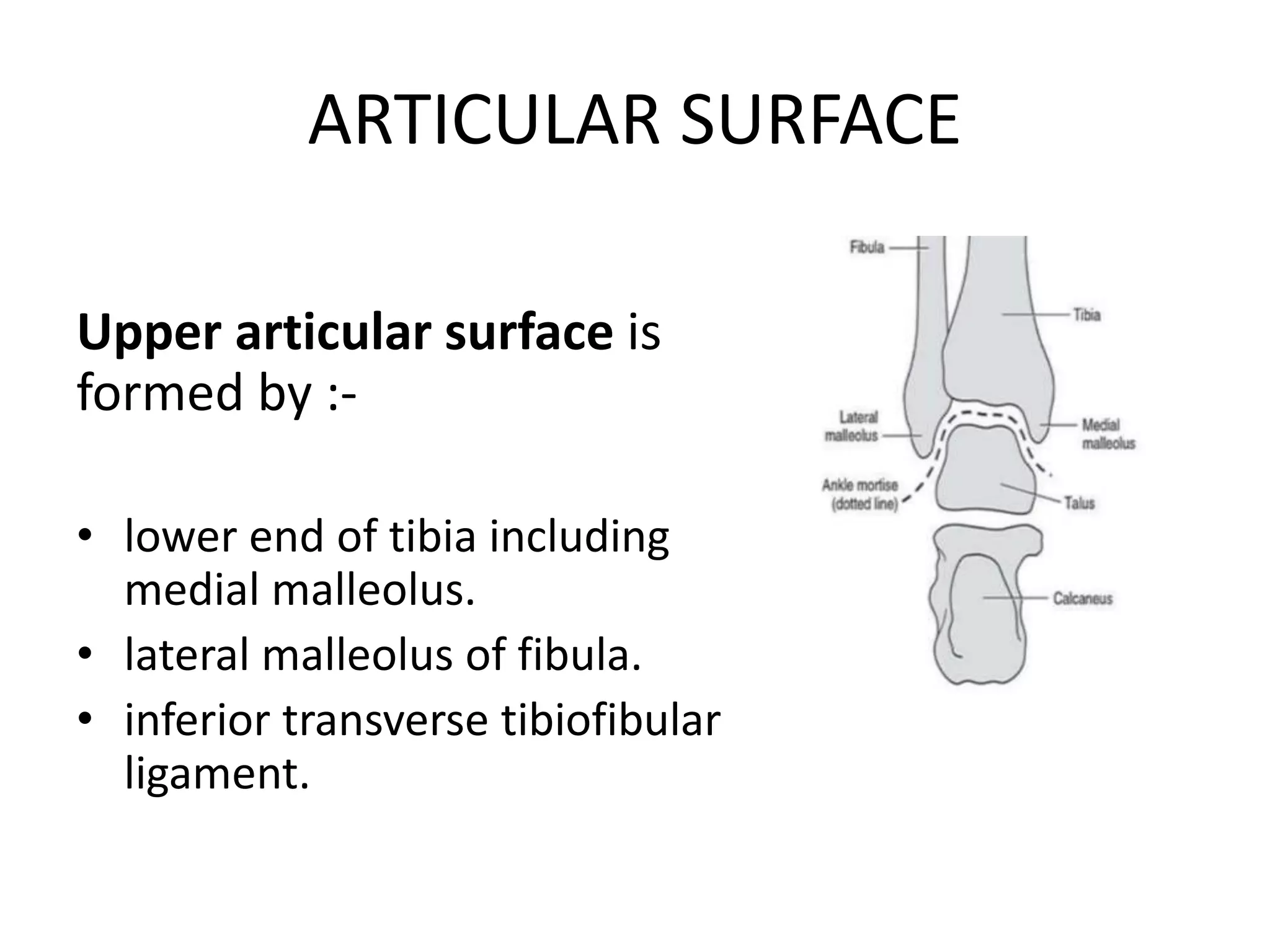 Anatomy of ankle joint | PPTX
