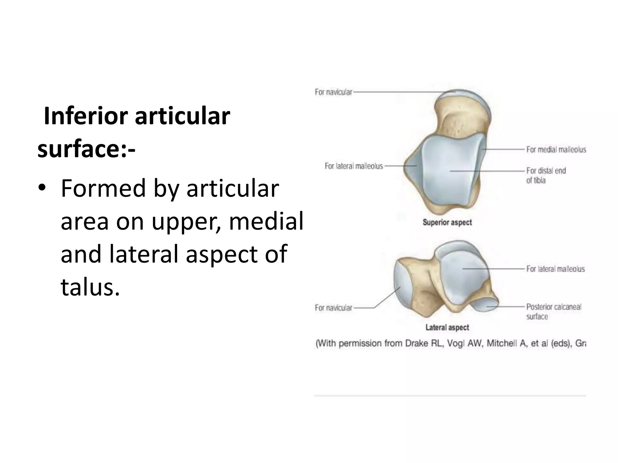 Anatomy of ankle joint | PPTX