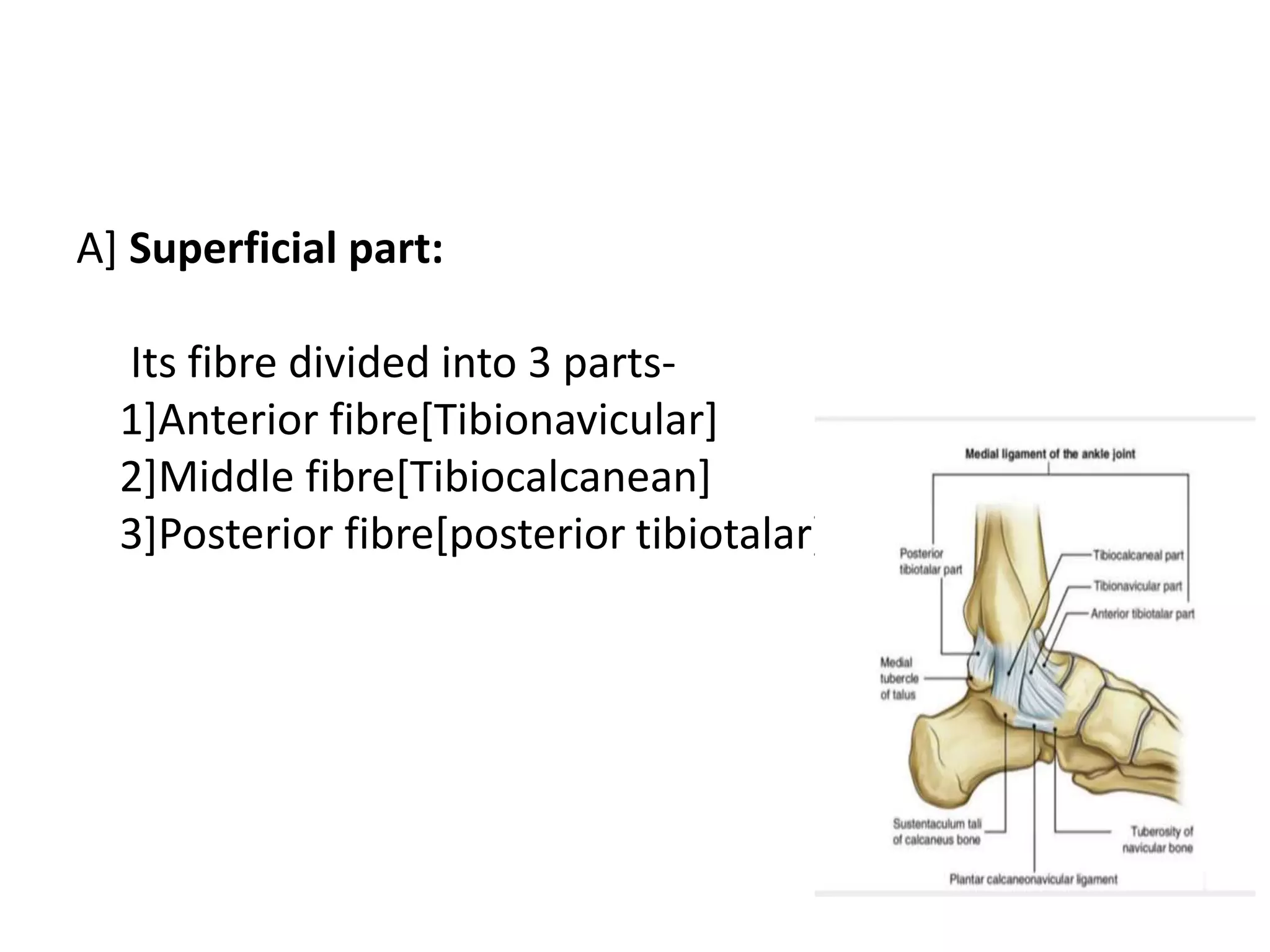 Anatomy of ankle joint | PPTX