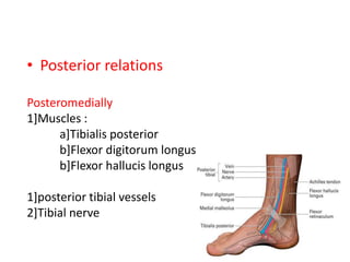 Anatomy of ankle joint | PPTX