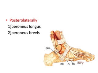 Anatomy of ankle joint | PPTX