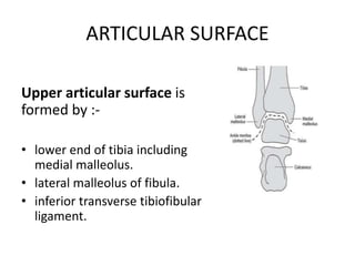 Anatomy of ankle joint | PPTX