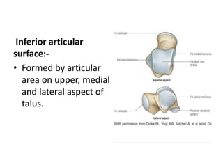 Anatomy of ankle joint | PPTX