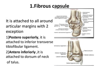 Anatomy of ankle joint | PPTX