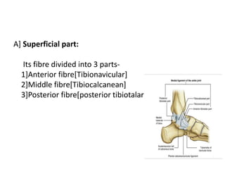 Anatomy of ankle joint | PPTX