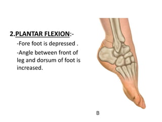 Plantar Flexion Anatomy