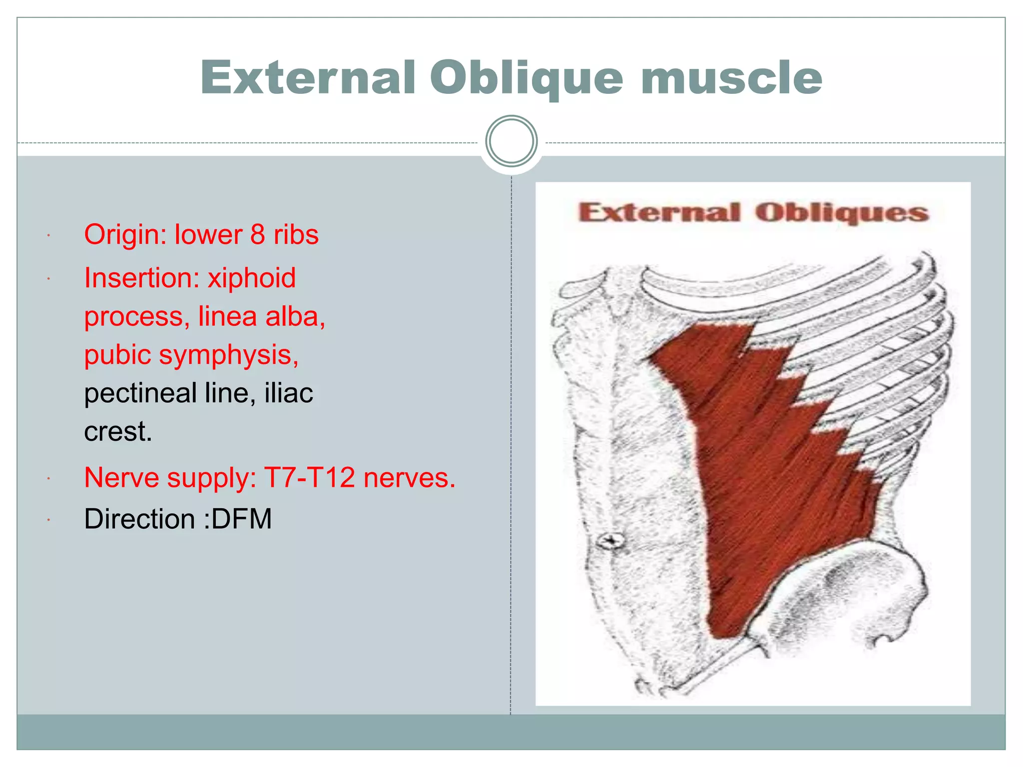 Anatomy of anterior abdominal wall | PPTX
