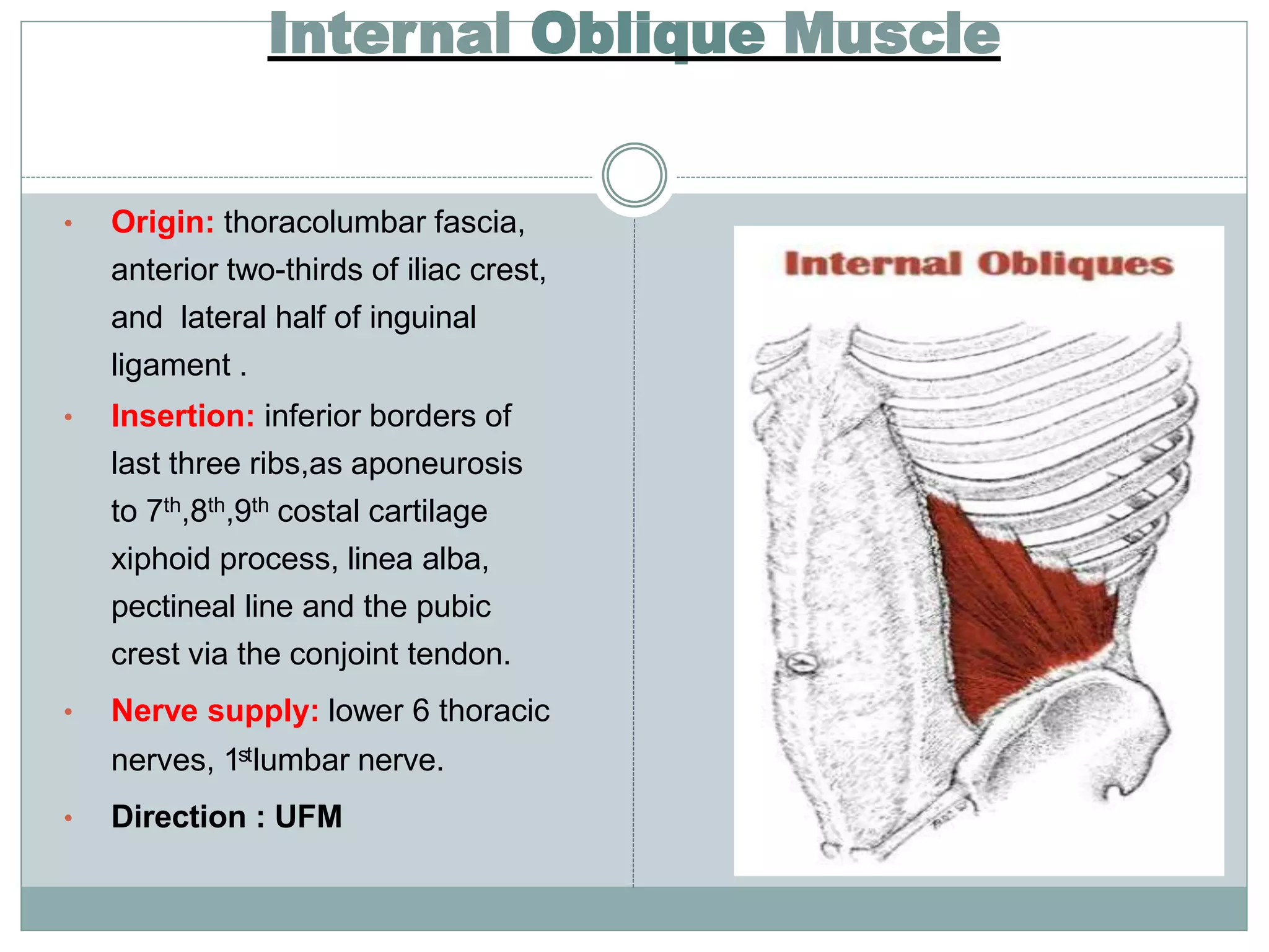 Anatomy of anterior abdominal wall | PPTX