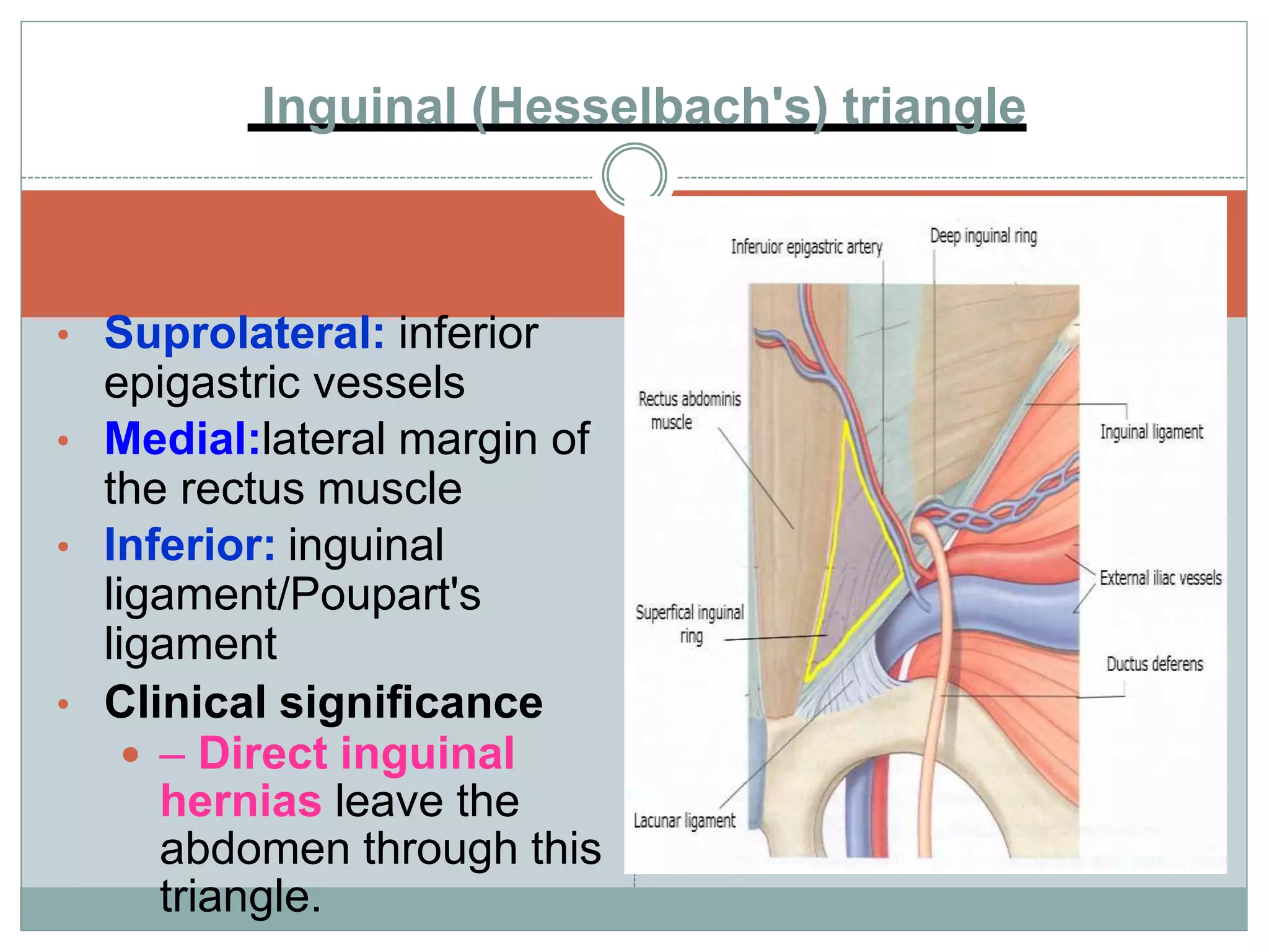 Anatomy of anterior abdominal wall | PPTX