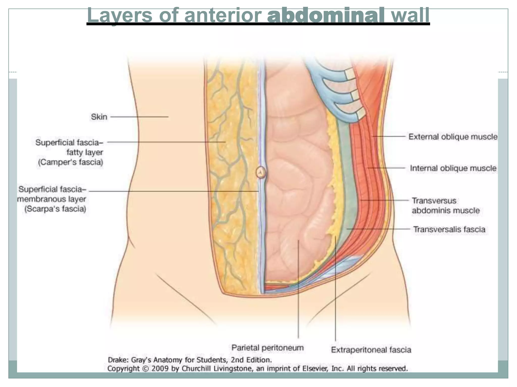 Anatomy of anterior abdominal wall | PPTX