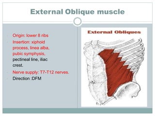 Anatomy of anterior abdominal wall | PPTX
