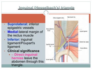 Anatomy of anterior abdominal wall | PPTX