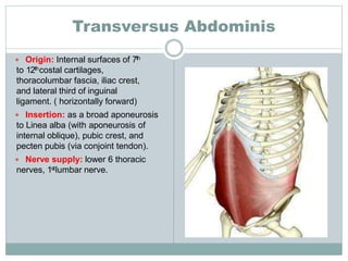 Pecten Pubis Conjoint Tendon