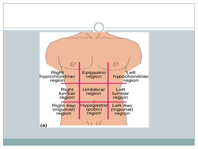 Anatomy of anterior abdominal wall