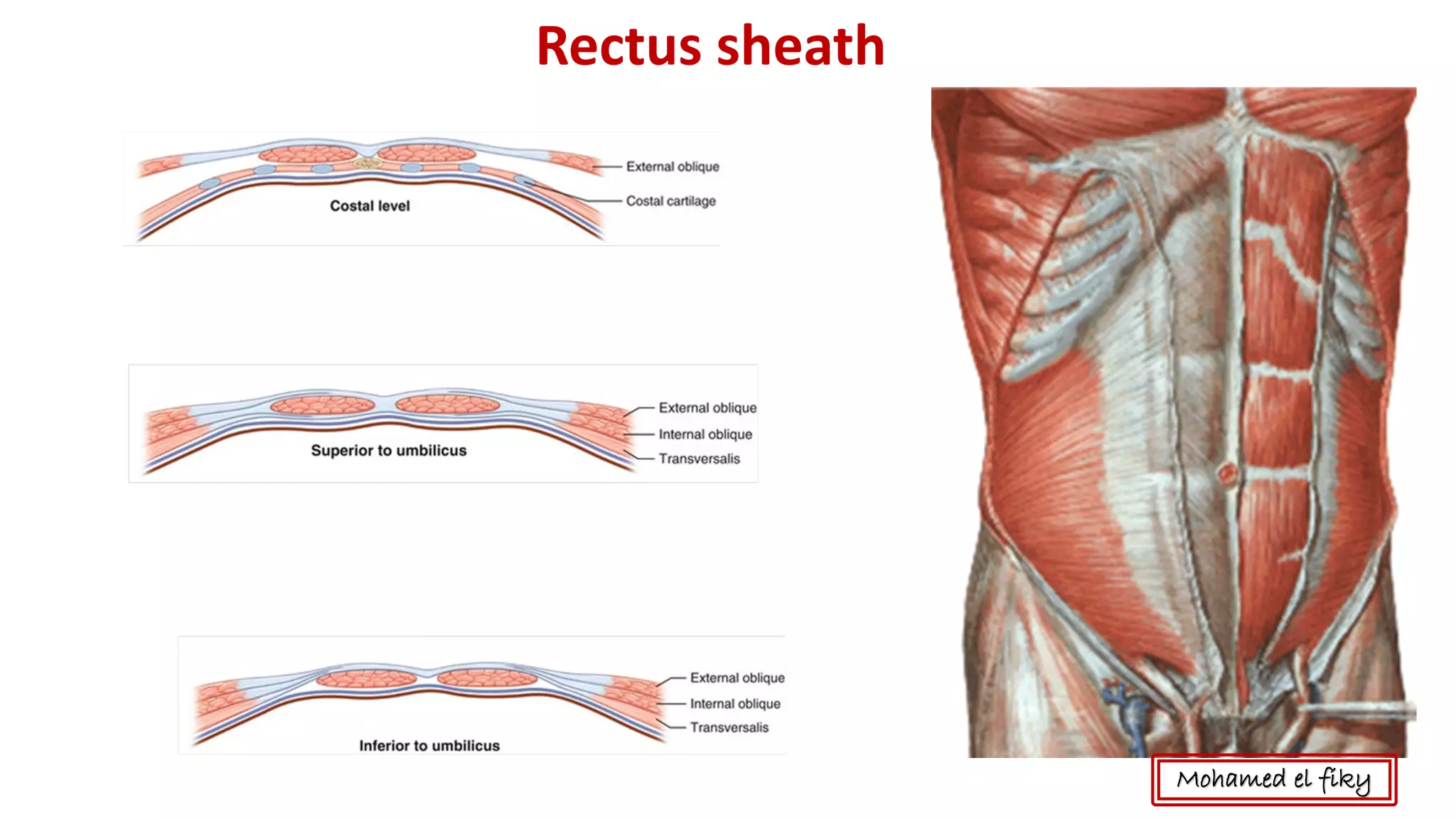 Anatomy of anterior abdominal wall | PDF