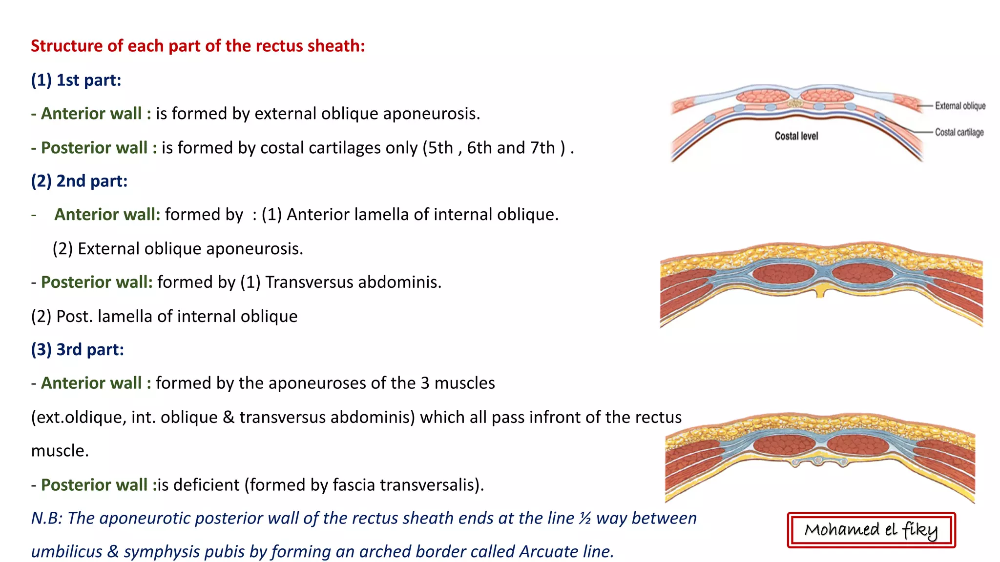 Anatomy of anterior abdominal wall | PDF