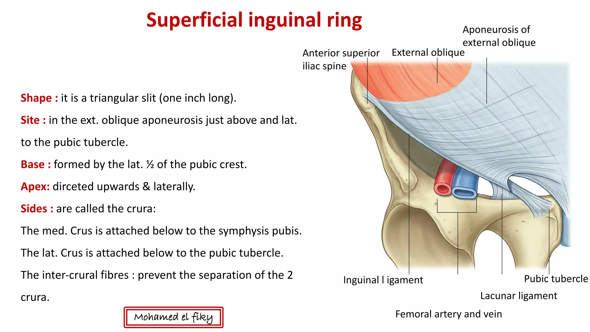 Anatomy of anterior abdominal wall | PDF