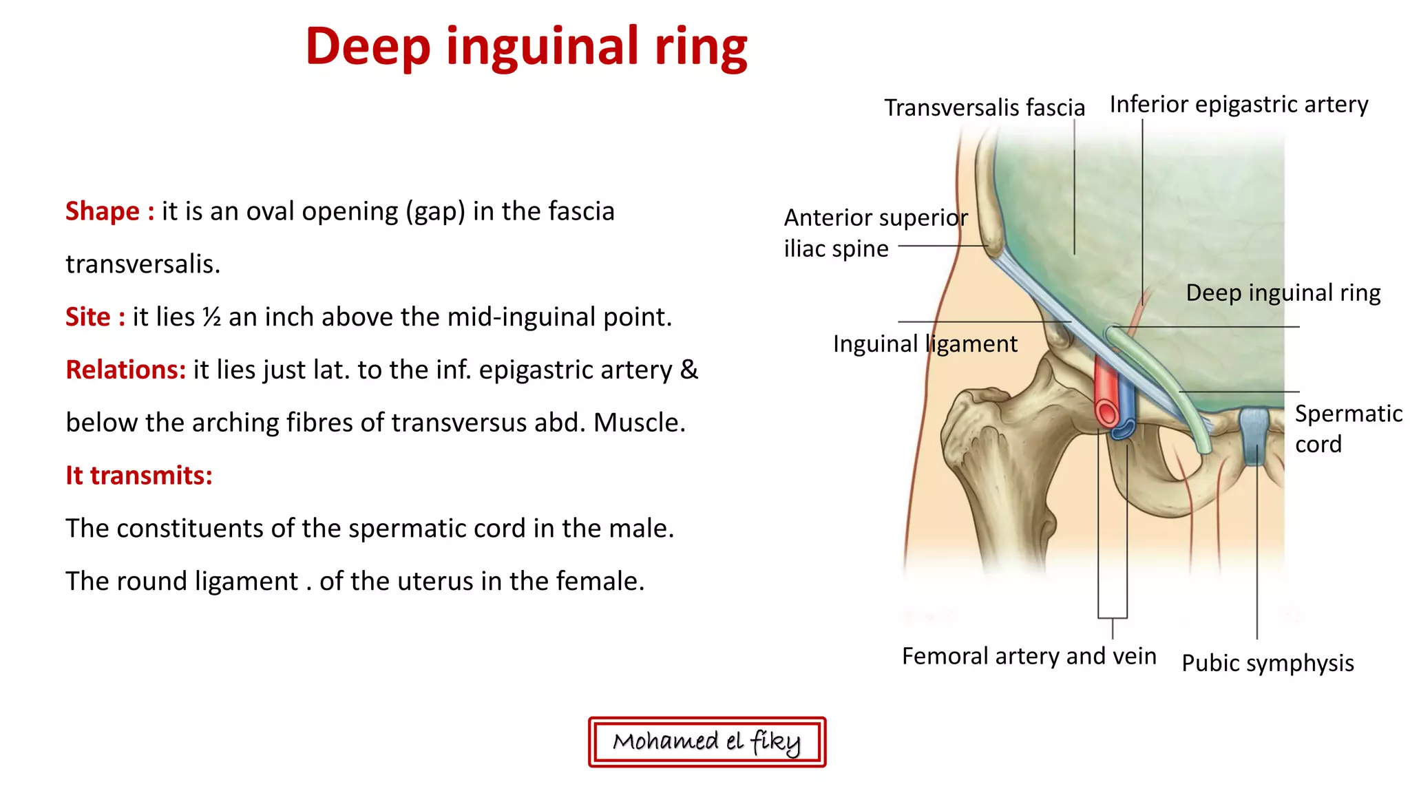 Anatomy of anterior abdominal wall | PDF