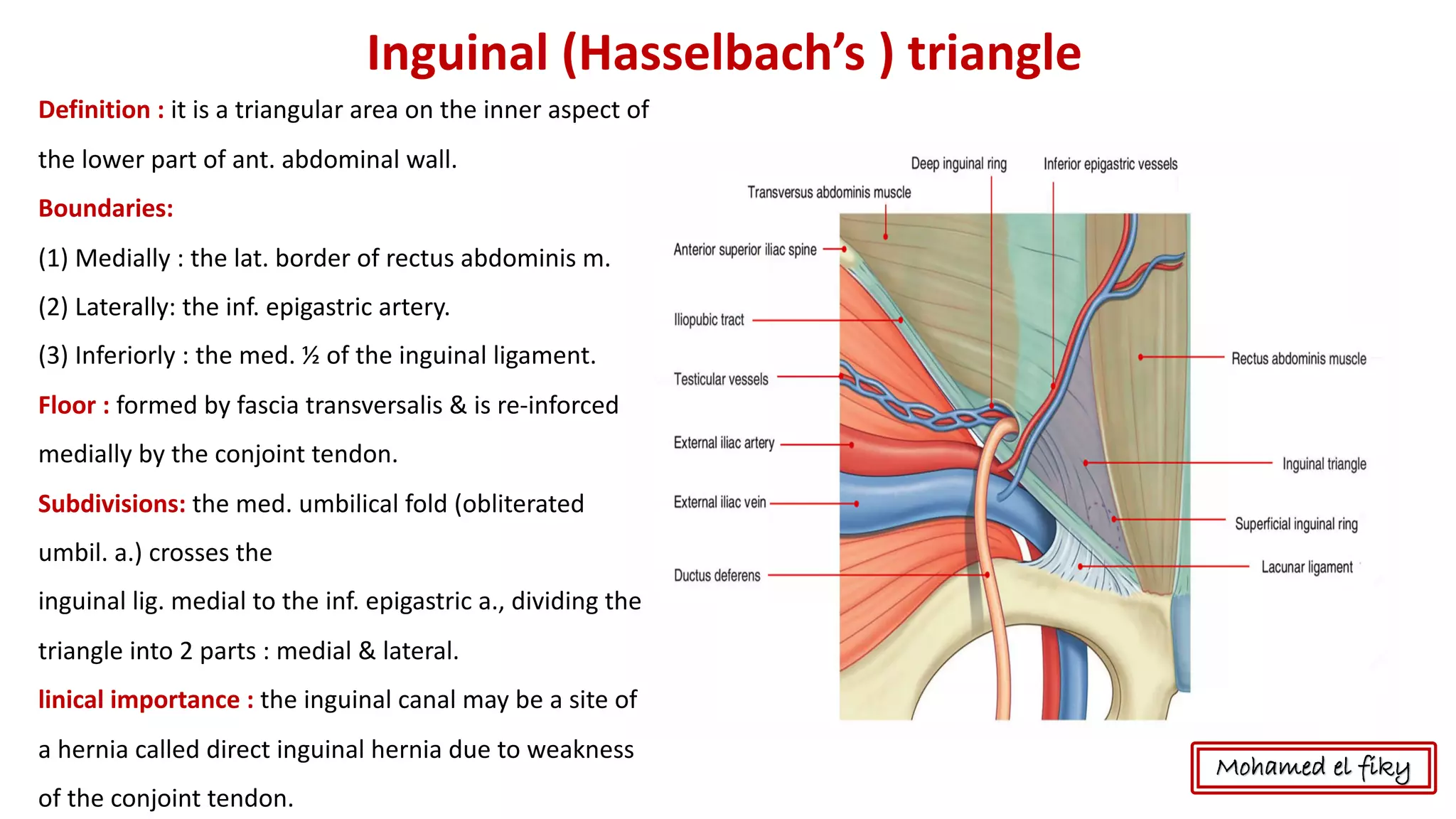 Anatomy of anterior abdominal wall | PDF