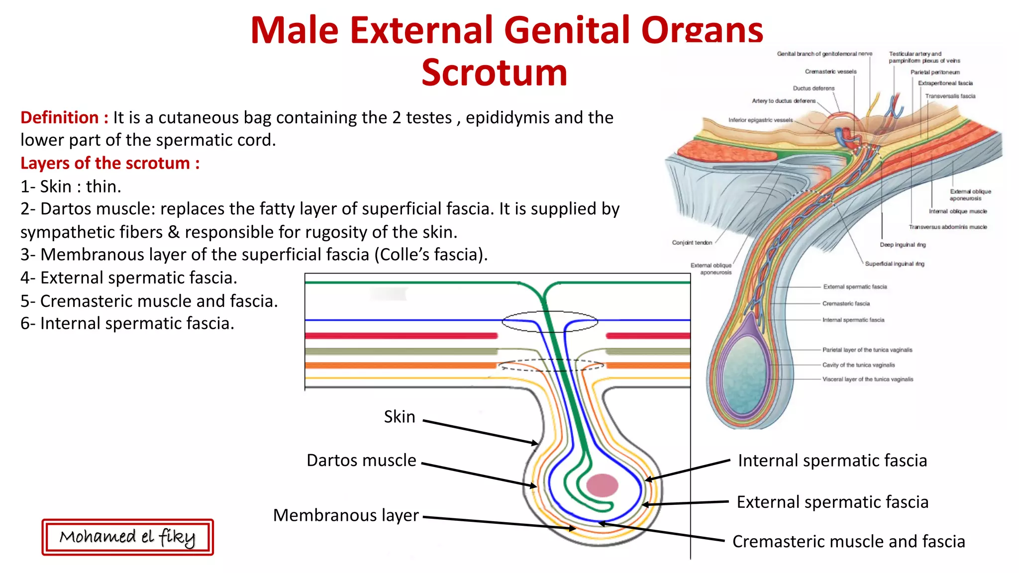 Anatomy of anterior abdominal wall | PDF