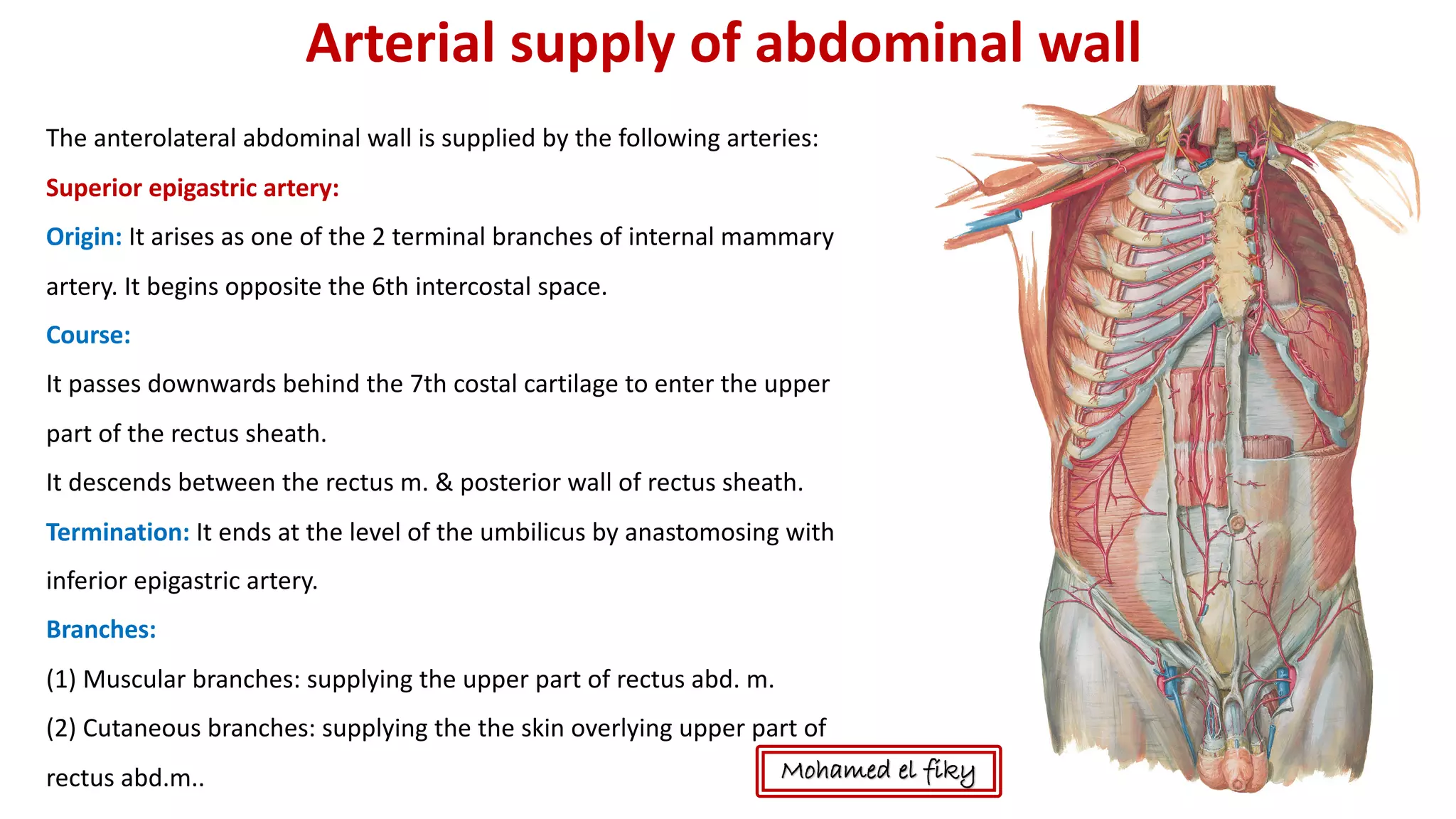 Anatomy of anterior abdominal wall | PDF