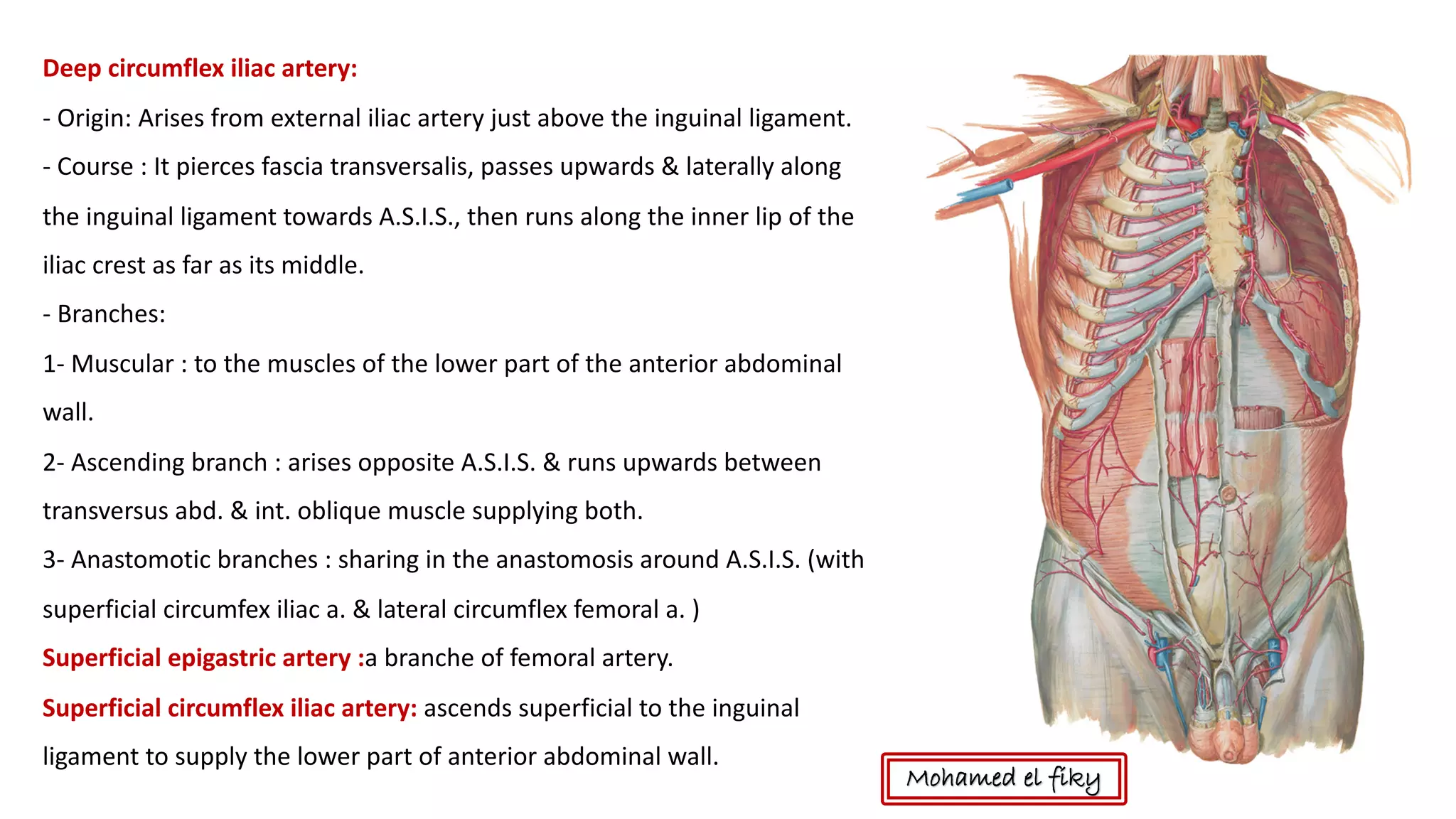 Anatomy of anterior abdominal wall | PDF