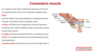 Anatomy of anterior abdominal wall | PDF